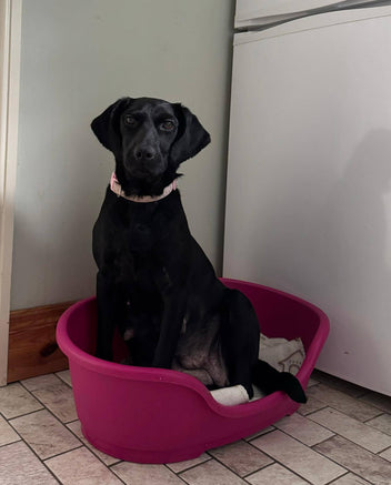 Dogs for Adoption – Galway SPCA