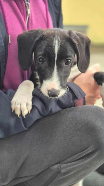 Dogs for Adoption – Galway SPCA