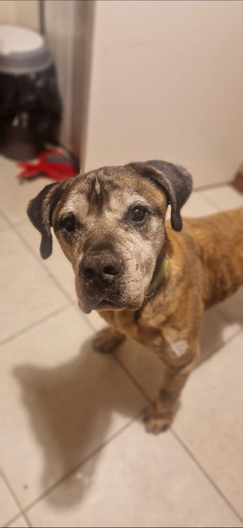 Dogs for Adoption – Galway SPCA