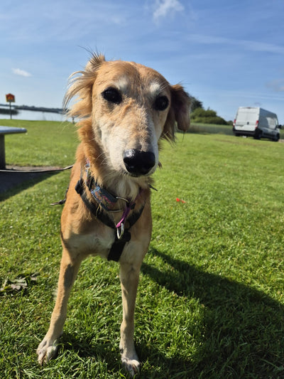 Dogs for Adoption – Galway SPCA