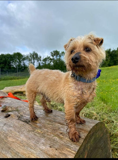 Dogs for Adoption – Galway SPCA