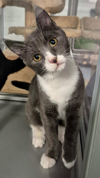 Cats for Adoption – Galway SPCA