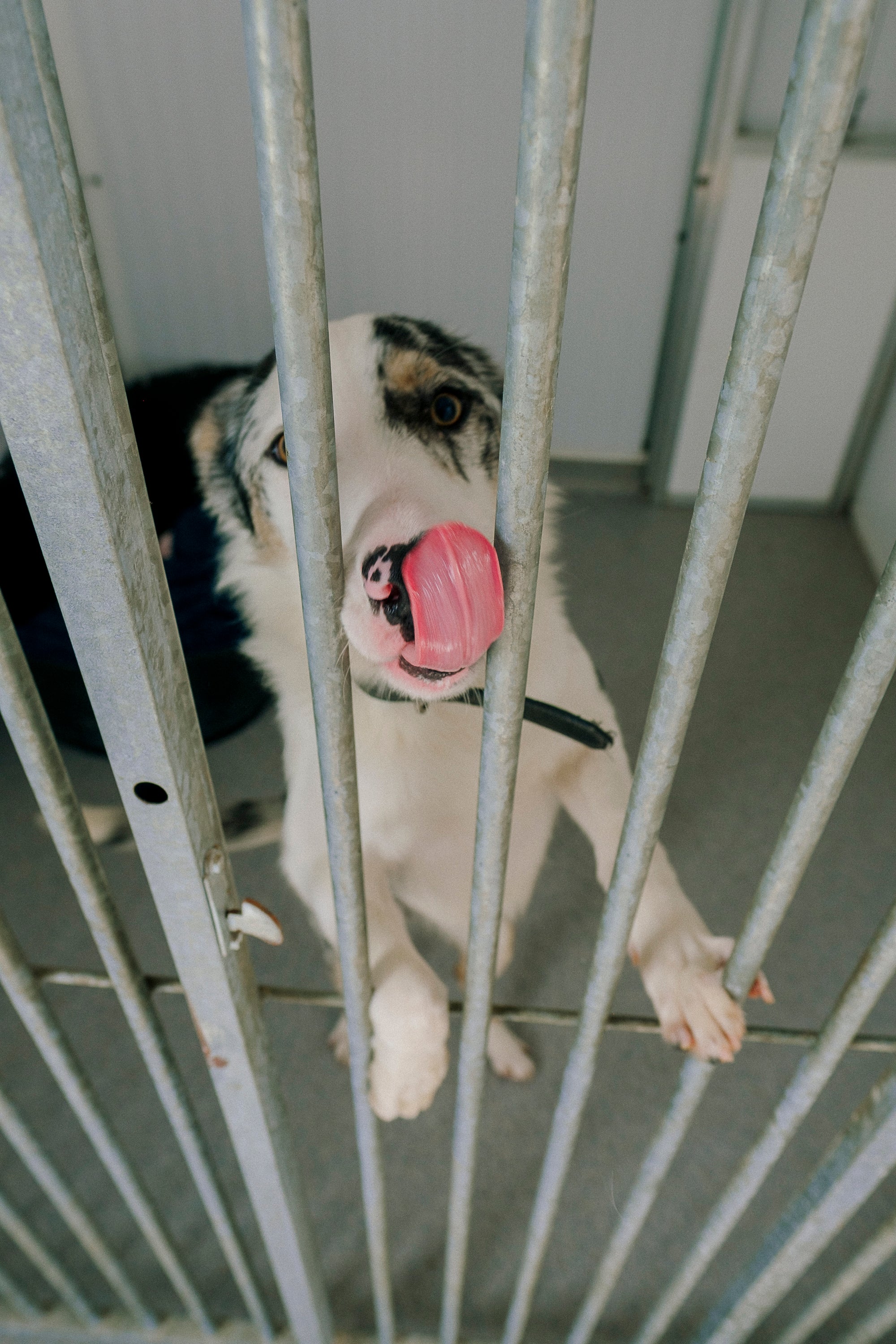 Kennels – Galway SPCA