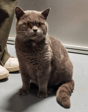 Cats for Adoption – Galway SPCA