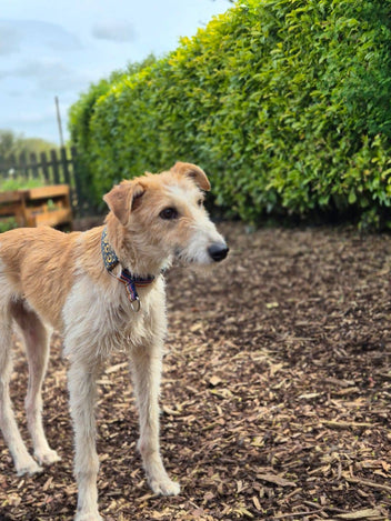 Dogs for Adoption – Galway SPCA