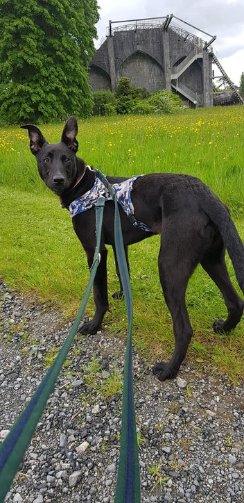 Dogs for Adoption – Galway SPCA