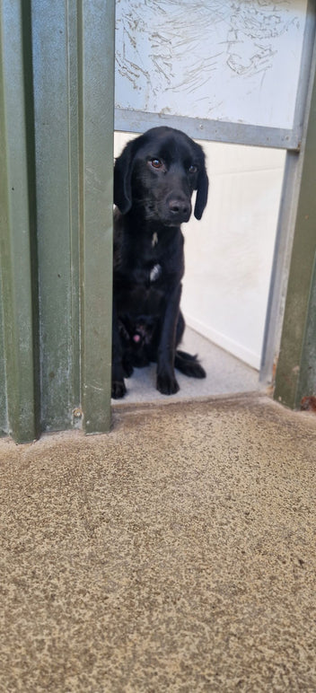 Dogs for Adoption – Galway SPCA