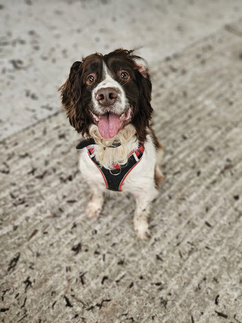 Dogs for Adoption – Galway SPCA