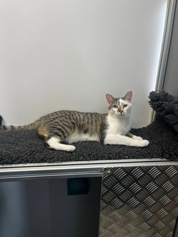 Cats for Adoption – Galway SPCA