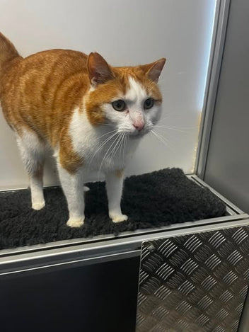 Cats for Adoption – Galway SPCA