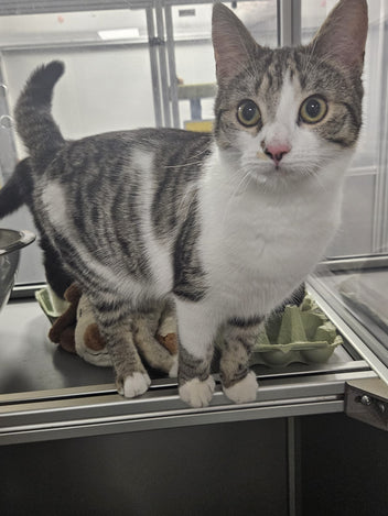 Cats for Adoption – Galway SPCA