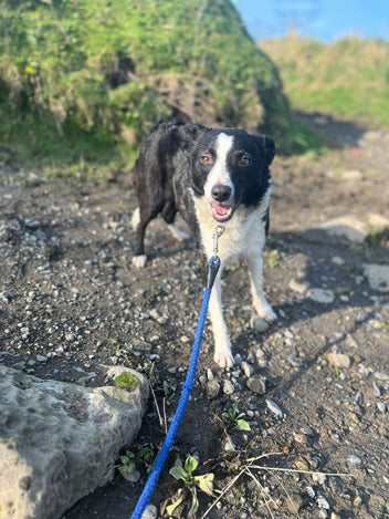 Dogs for Adoption – Galway SPCA