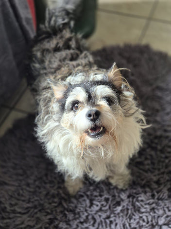 Dogs for Adoption – Galway SPCA