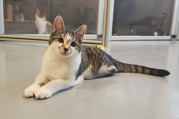 Cats for Adoption – Galway SPCA